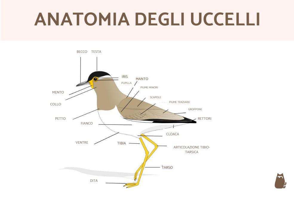 Anatomia degli uccelli