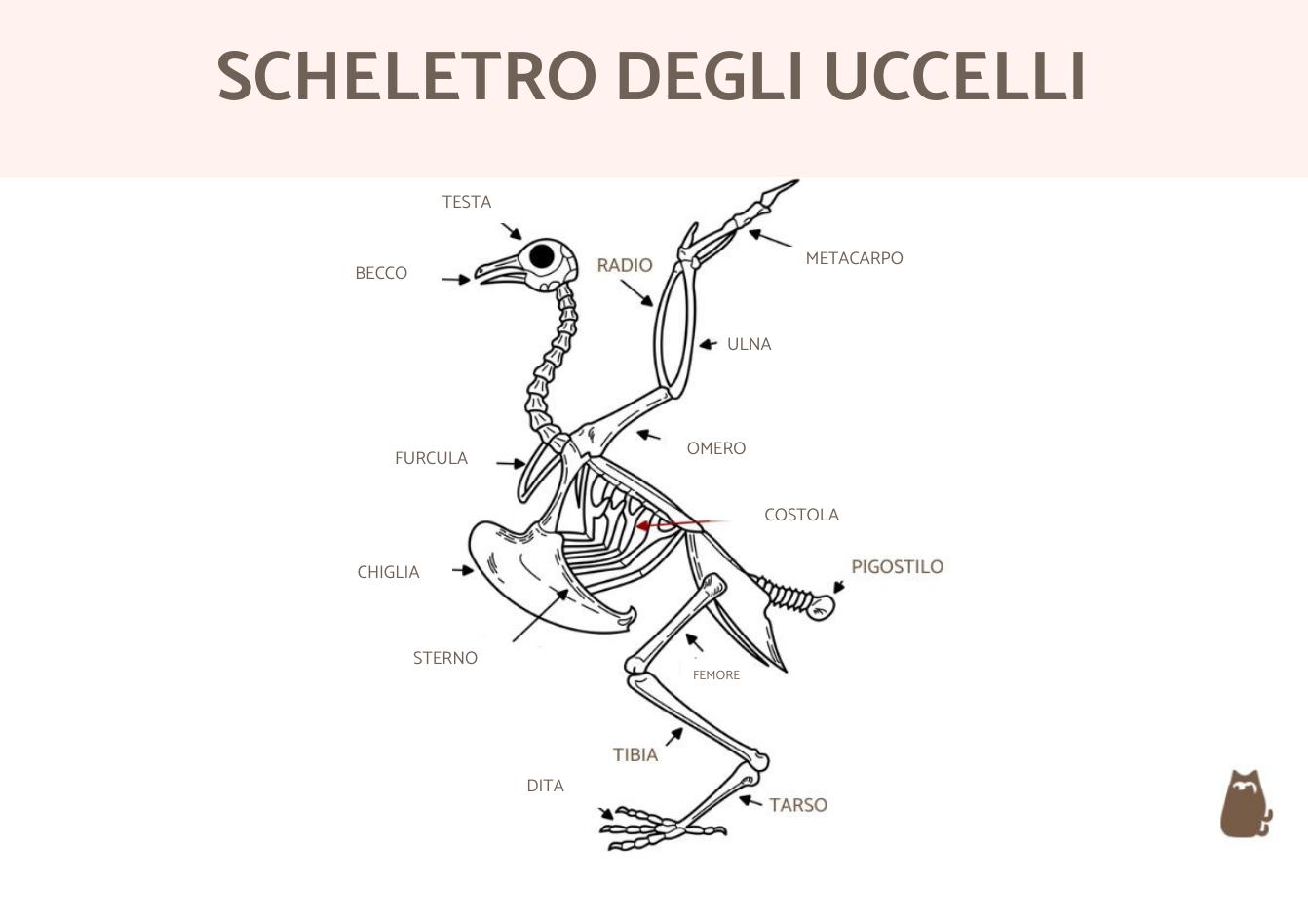 Anatomia degli uccelli