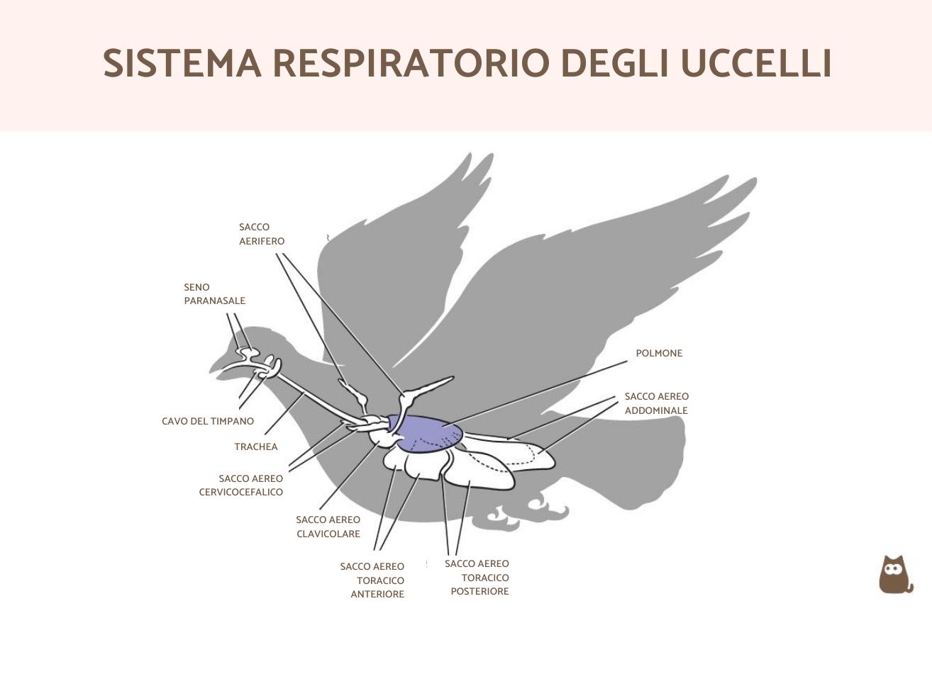 Anatomia degli uccelli