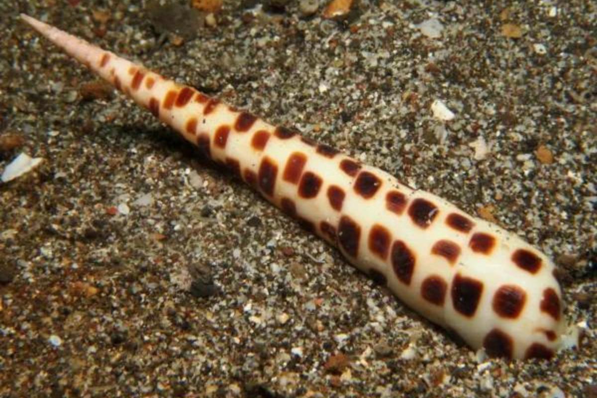 Gasteropodi: cosa sono, caratteristiche ed esempi con foto