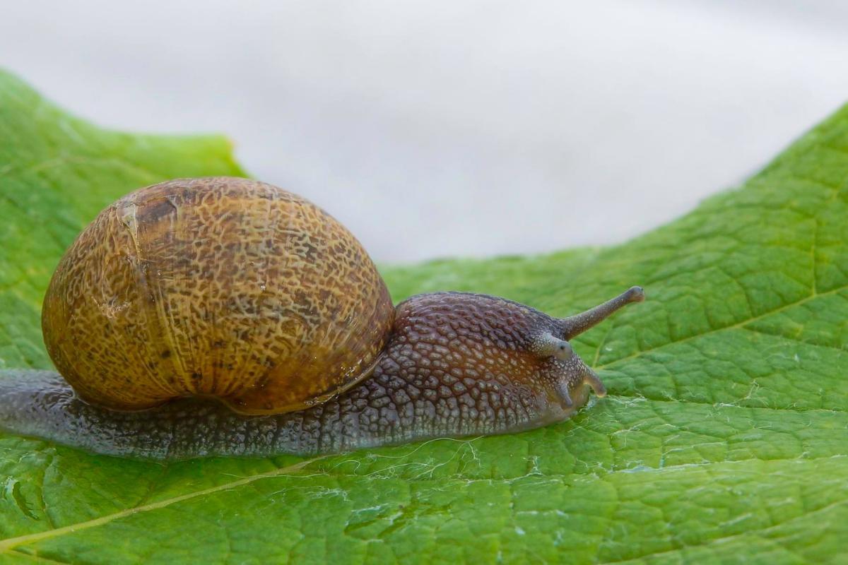 Gasteropodi: cosa sono, caratteristiche ed esempi con foto
