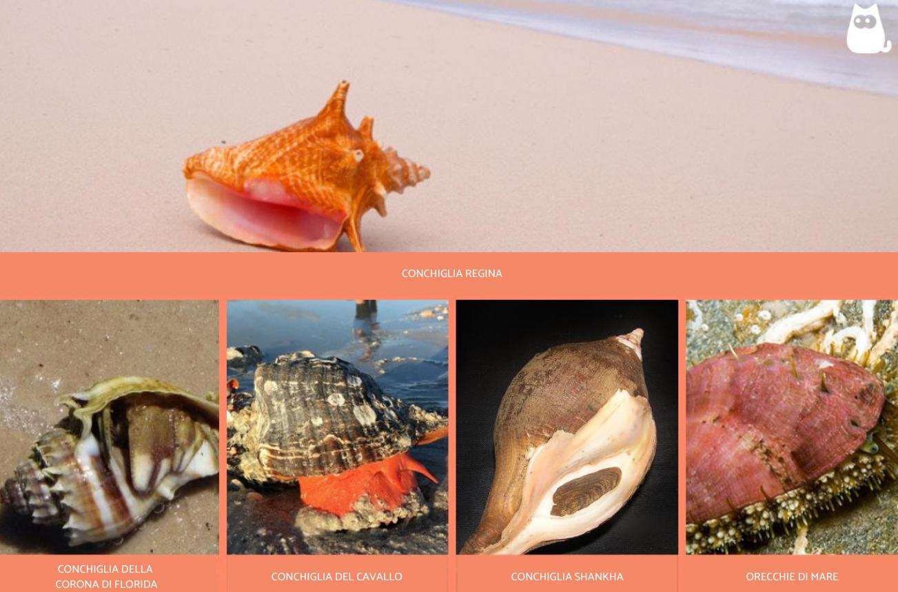 Gasteropodi: cosa sono, caratteristiche ed esempi con foto