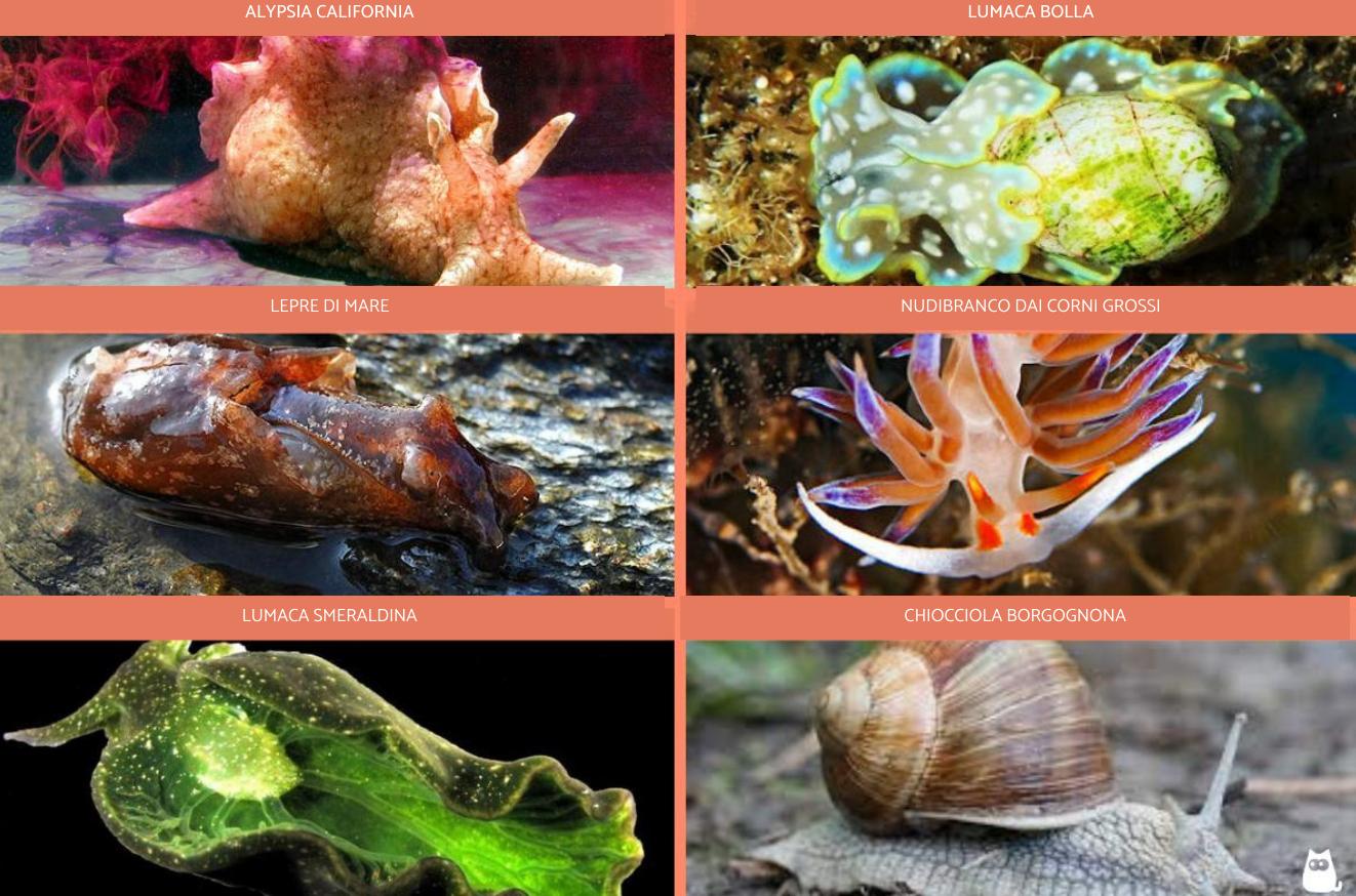 Gasteropodi: cosa sono, caratteristiche ed esempi con foto