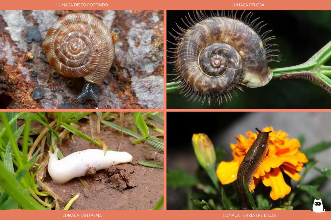 Gasteropodi: cosa sono, caratteristiche ed esempi con foto