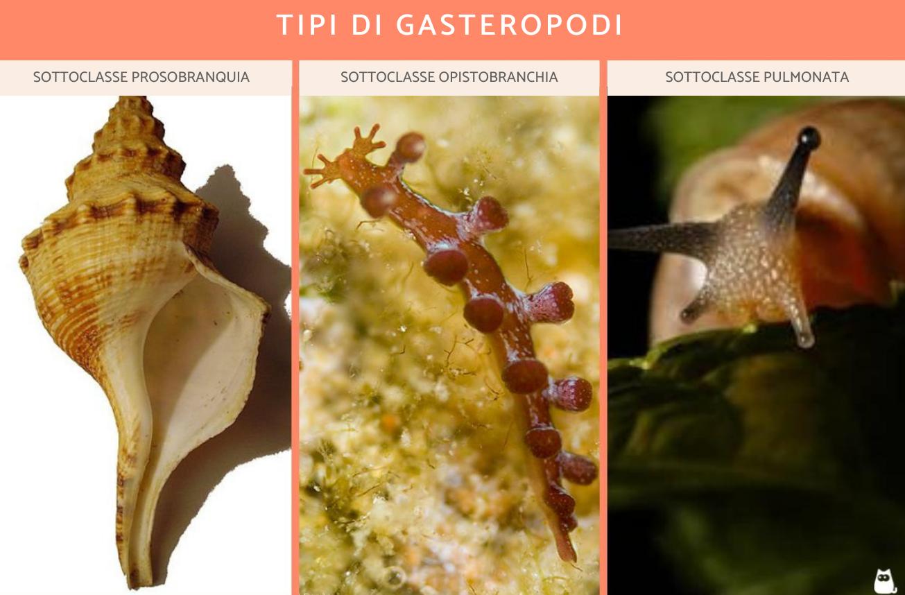 Gasteropodi: cosa sono, caratteristiche ed esempi con foto
