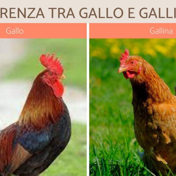 difference between pollo and gallina