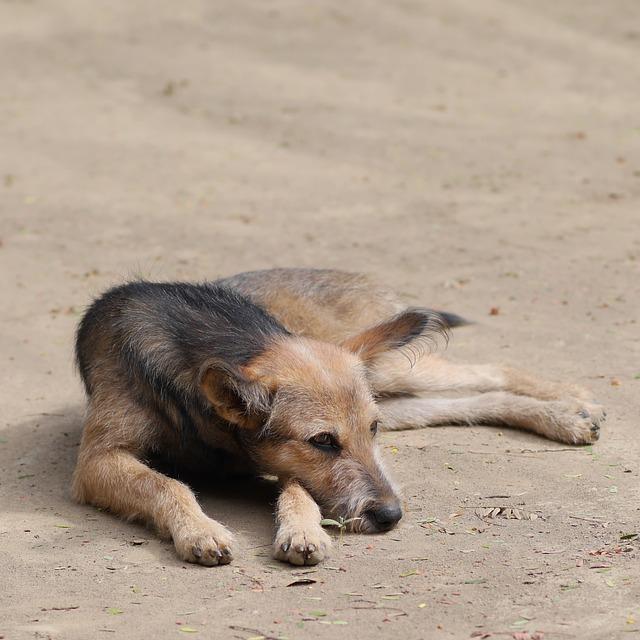 La tigna nel cane - Sintomi e cura