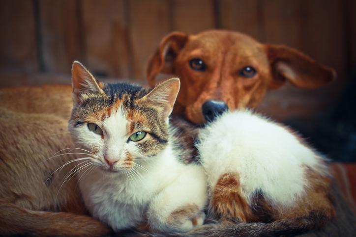 Come far andare D'ACCORDO cane e gatto: regole di convivenza