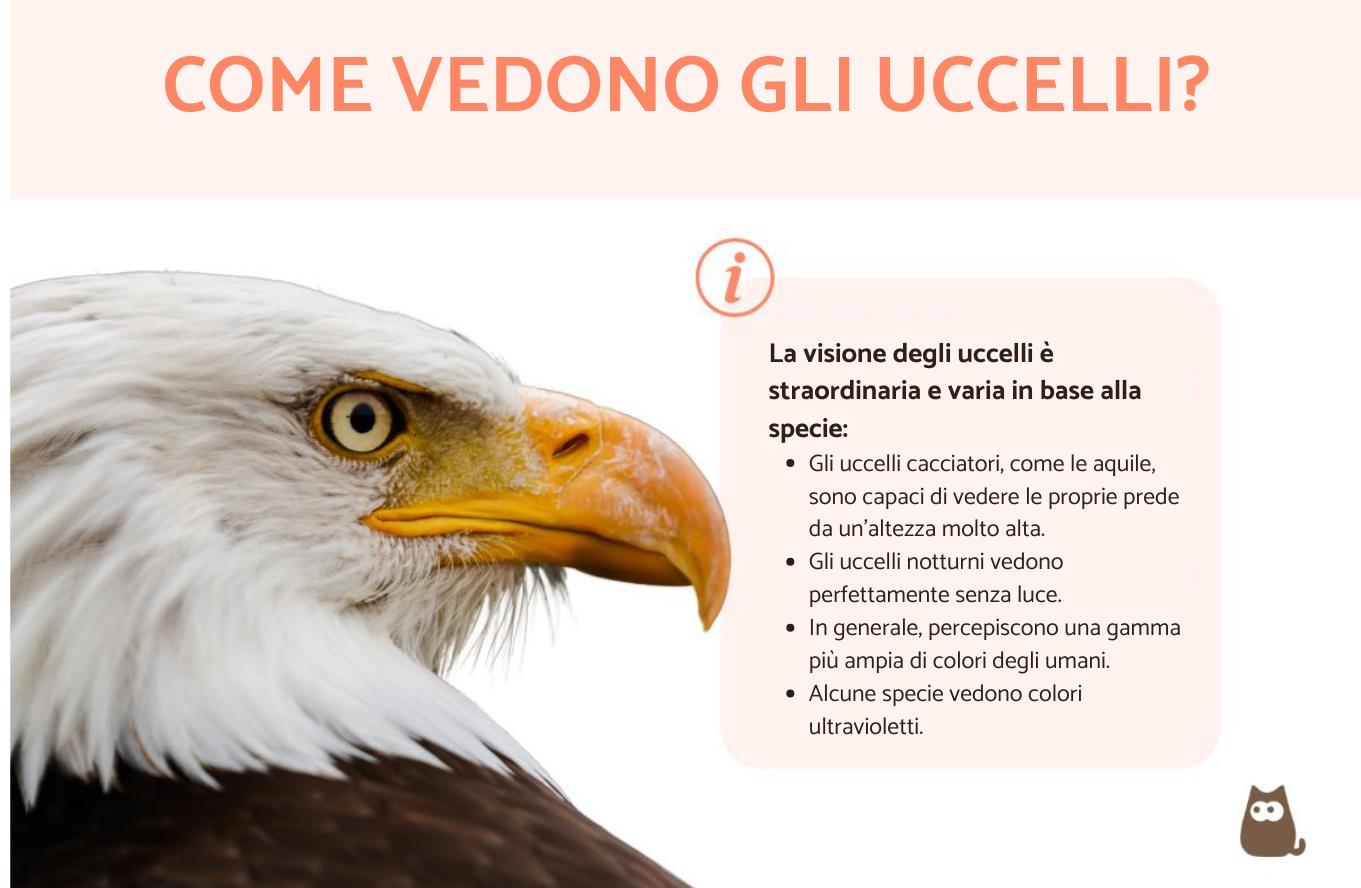 Come vedono gli uccelli? - Colori, visione e anatomia dell'occhio