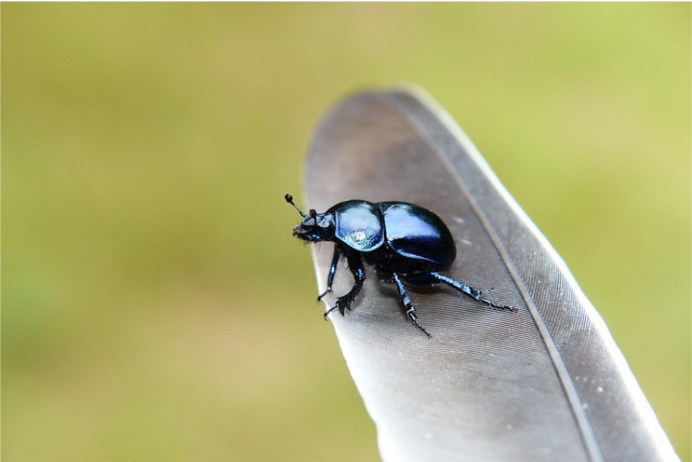 Insetti che saltano: elenco e caratteristiche
