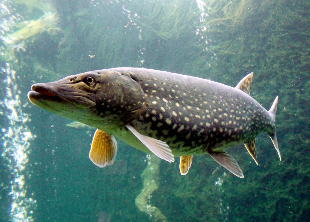 TUTTE le caratteristiche e curiosità sui pesci