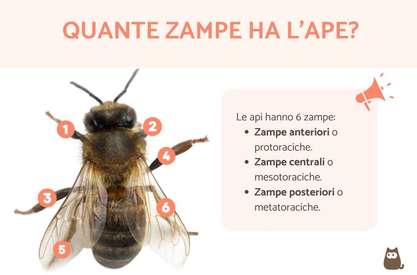 Quante zampe ha l'ape? - 6 ZAMPE (funzioni e anatomia)