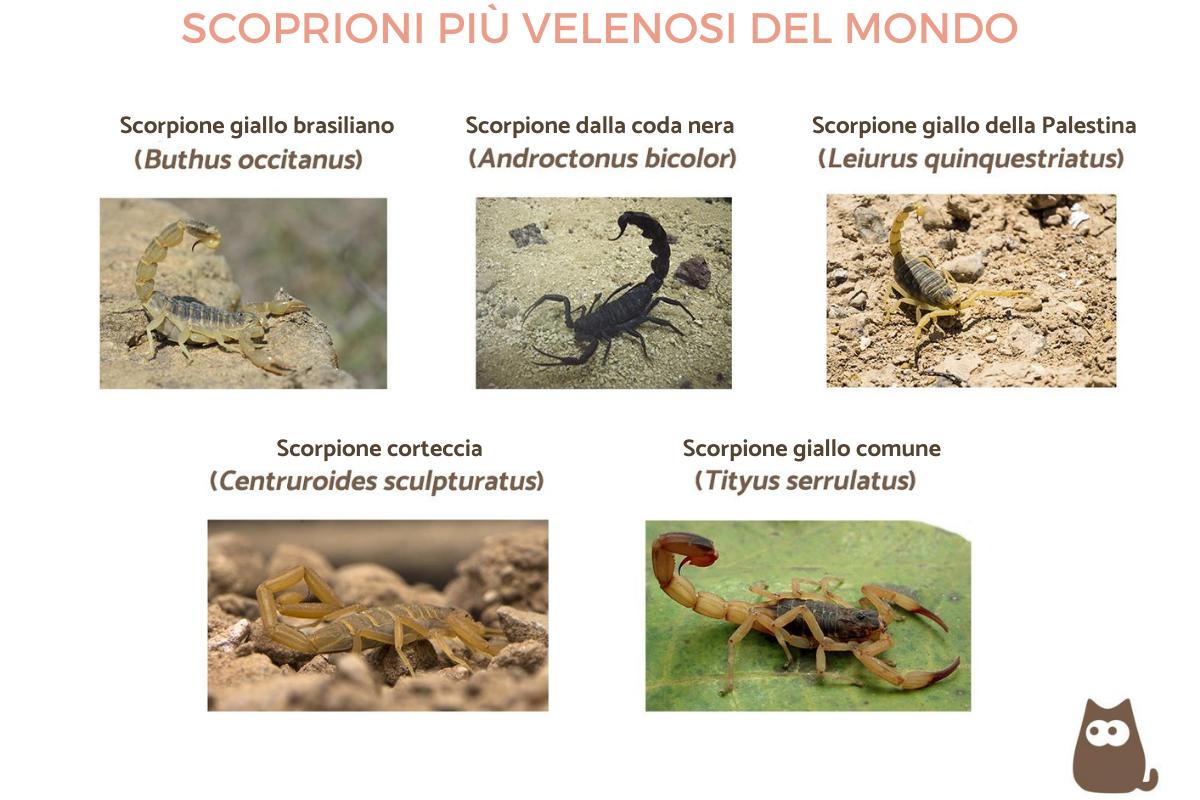 I 15 scorpioni più VELENOSI del mondo: Guida COMPLETA