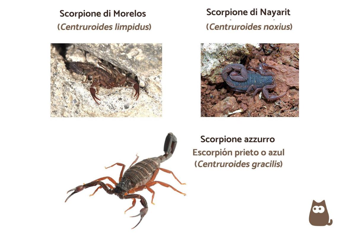 I 15 scorpioni più VELENOSI del mondo: Guida COMPLETA