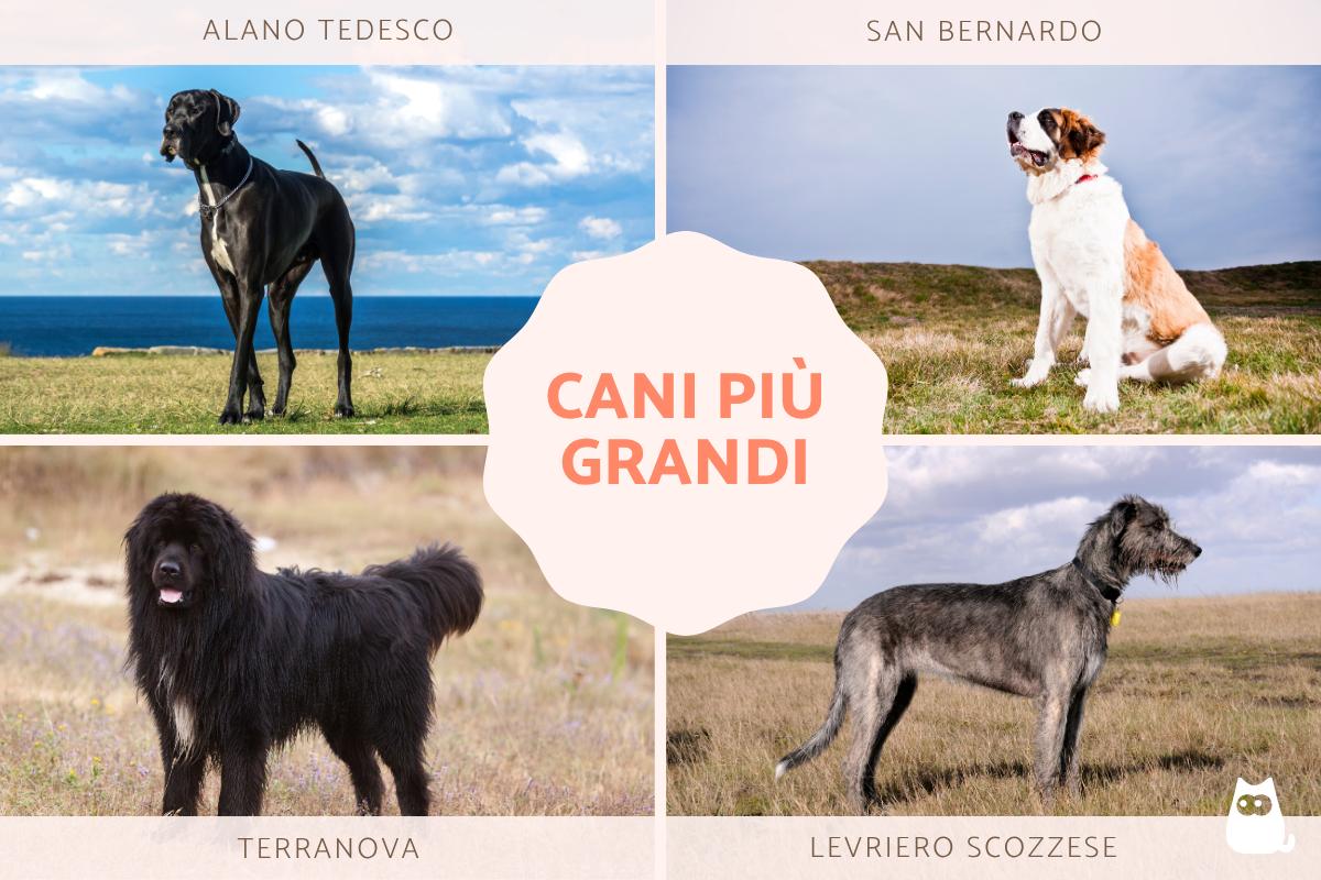 Le 20 razze di cani più grandi al mondo (con immagini)