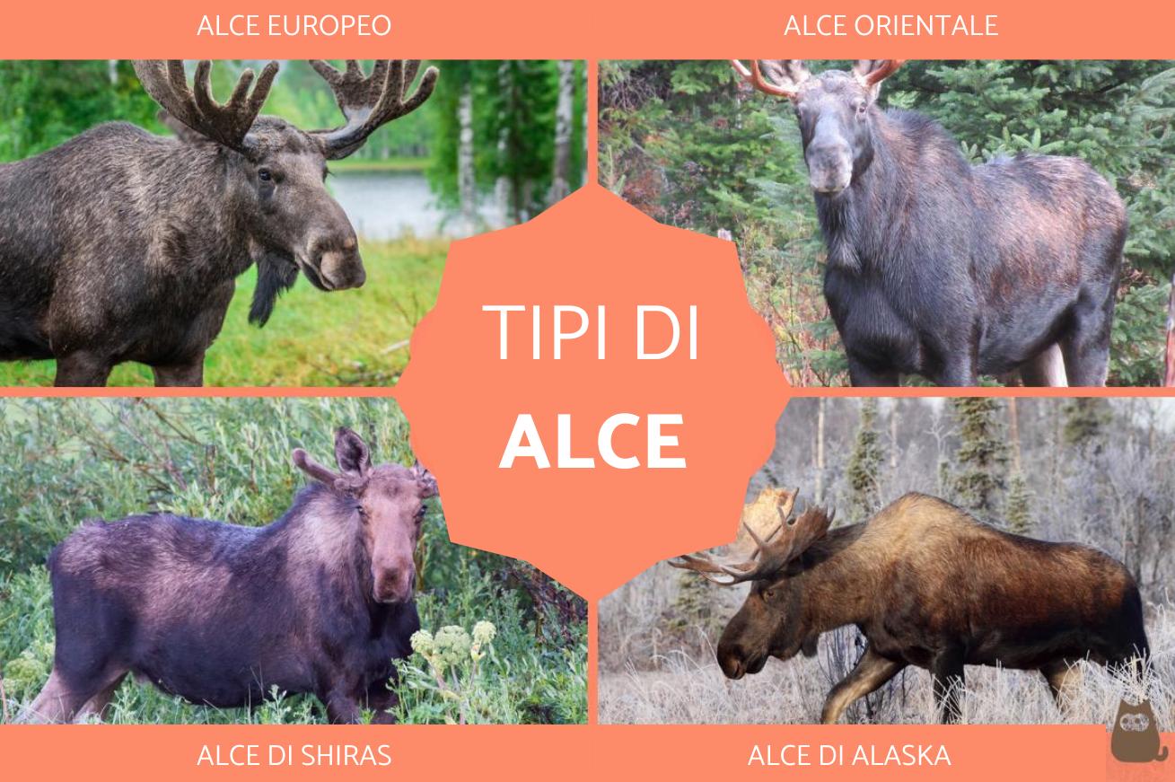Alce: dimensioni, caratteristiche, dove vive e cosa mangia
