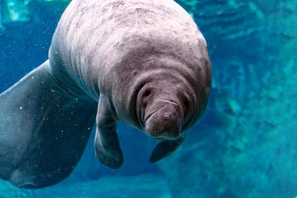 Lamantino: Tipi, Habitat, Caratteristiche e Curiosità