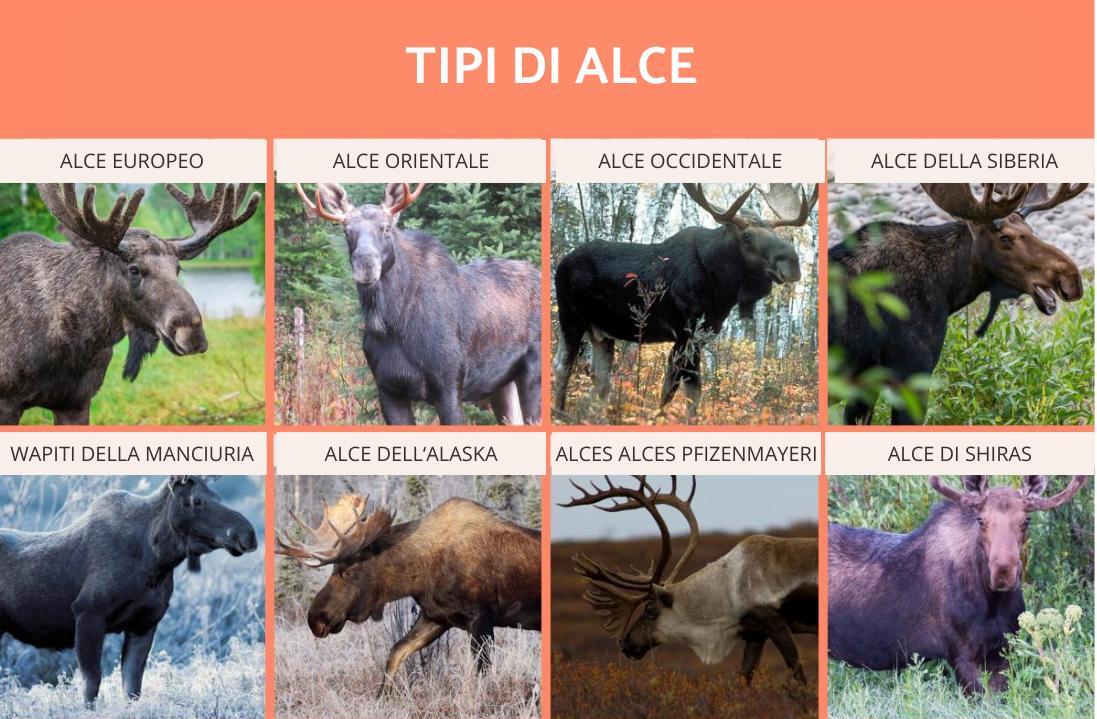 Alce: dimensioni, caratteristiche, dove vive e cosa mangia
