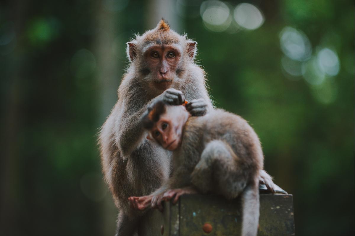 Dove vivono le scimmie? - Tutto sul suo habitat