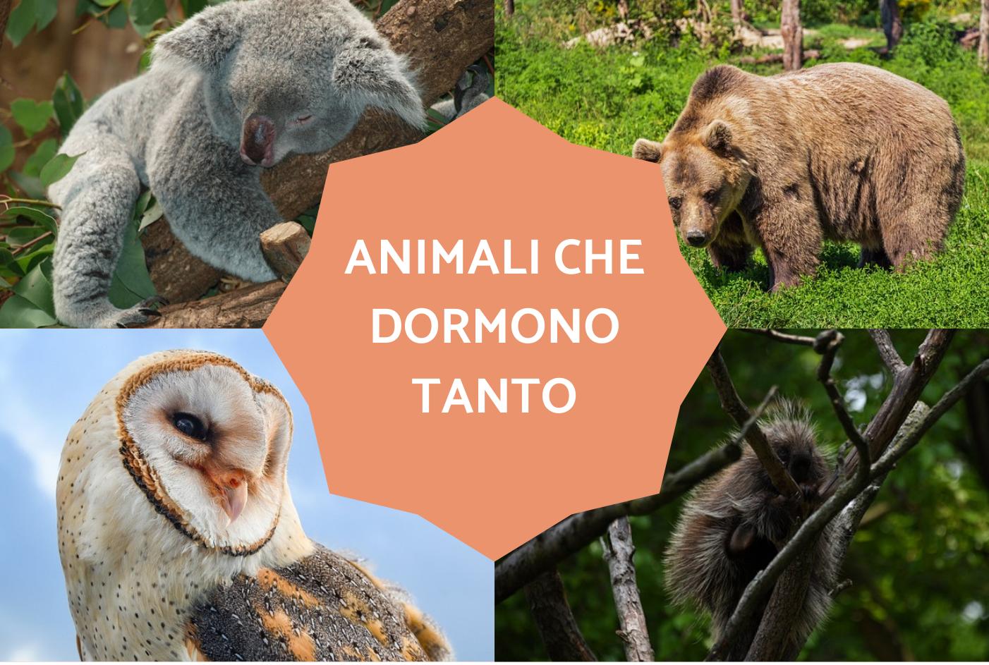 Animali che dormono tanto - Lista completa (con immagini)