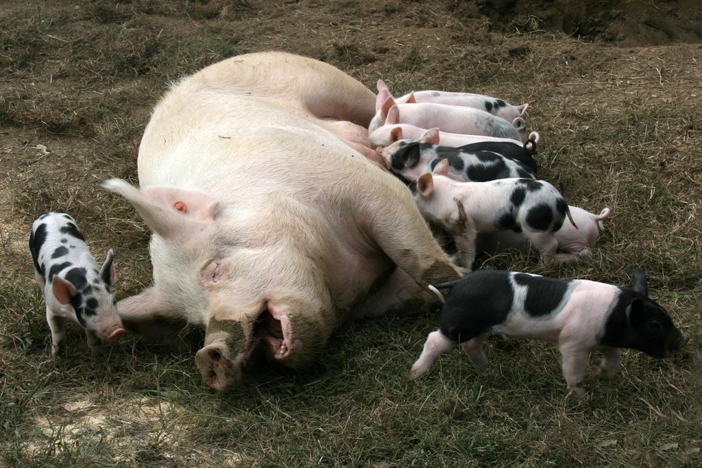 Animali vivipari - Esempi e immagini