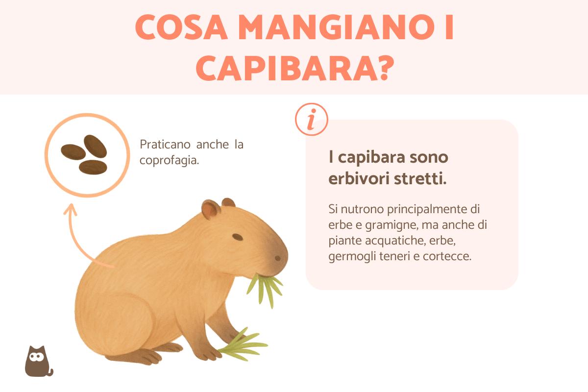 Cosa mangiano i capibara? - Dieta e alimentazione naturale