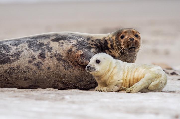 Dove vivono le foche? HABITAT e disribuzione delle specie