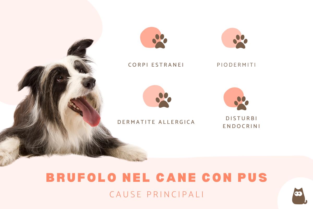 Brufolo nel cane con pus - Cause e trattamento
