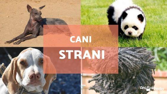 I 20 CANI più STRANI del MONDO: Razze e Foto