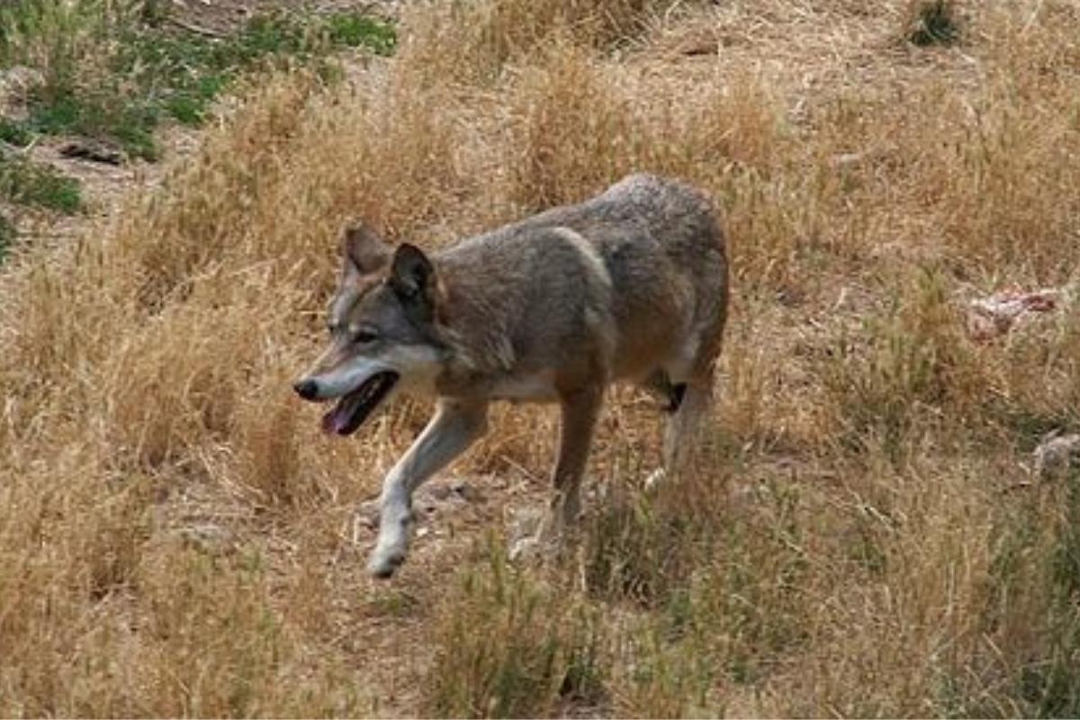 12 Animali in via d'estinzione in Italia: Caratteristiche e curiosità