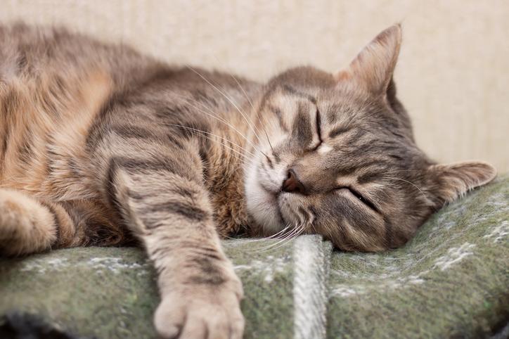 Gatto che dorme sempre: è normale?