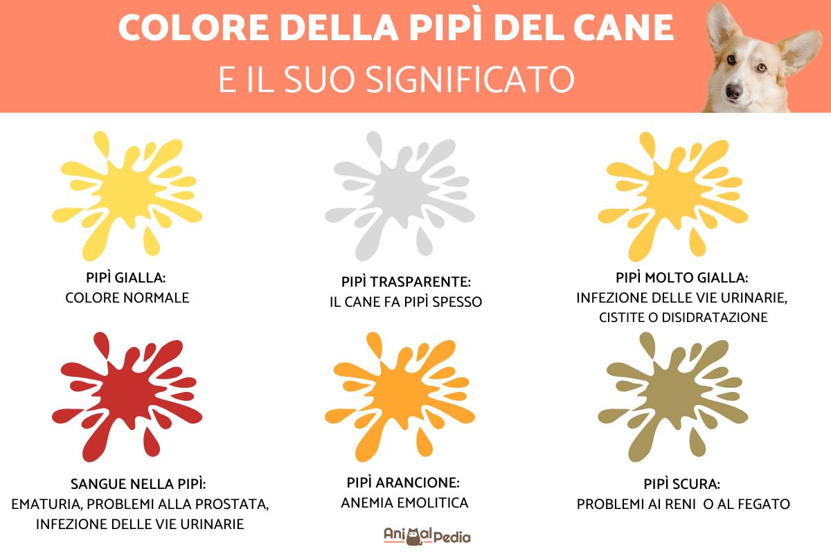 Il mio CANE fa la PIPÌ molto GIALLA, è normale? - Significato del ...