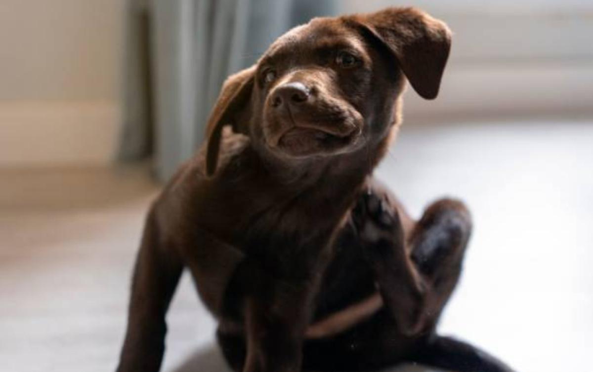 Cane che si gratta e mordicchia: cause, quando preoccuparsi e cosa dare