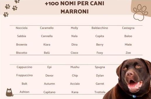 +100 nomi per cani marroni: idee originali e uniche!