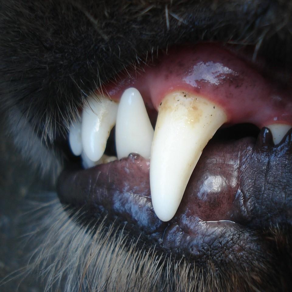 Cosa fare in caso di morso di cane - Primo soccorso