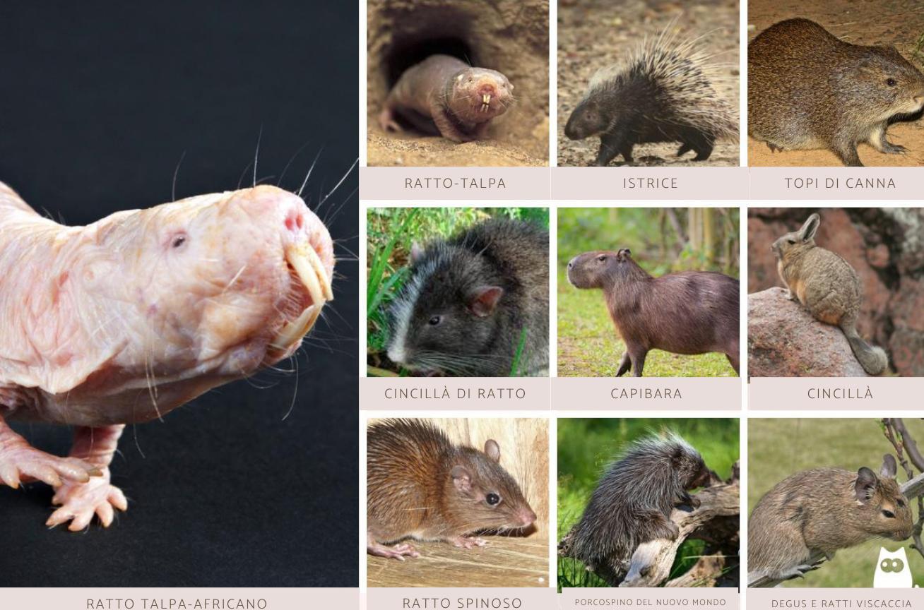 +30 Tipi di roditori domestici e selvatici... elenco con foto!
