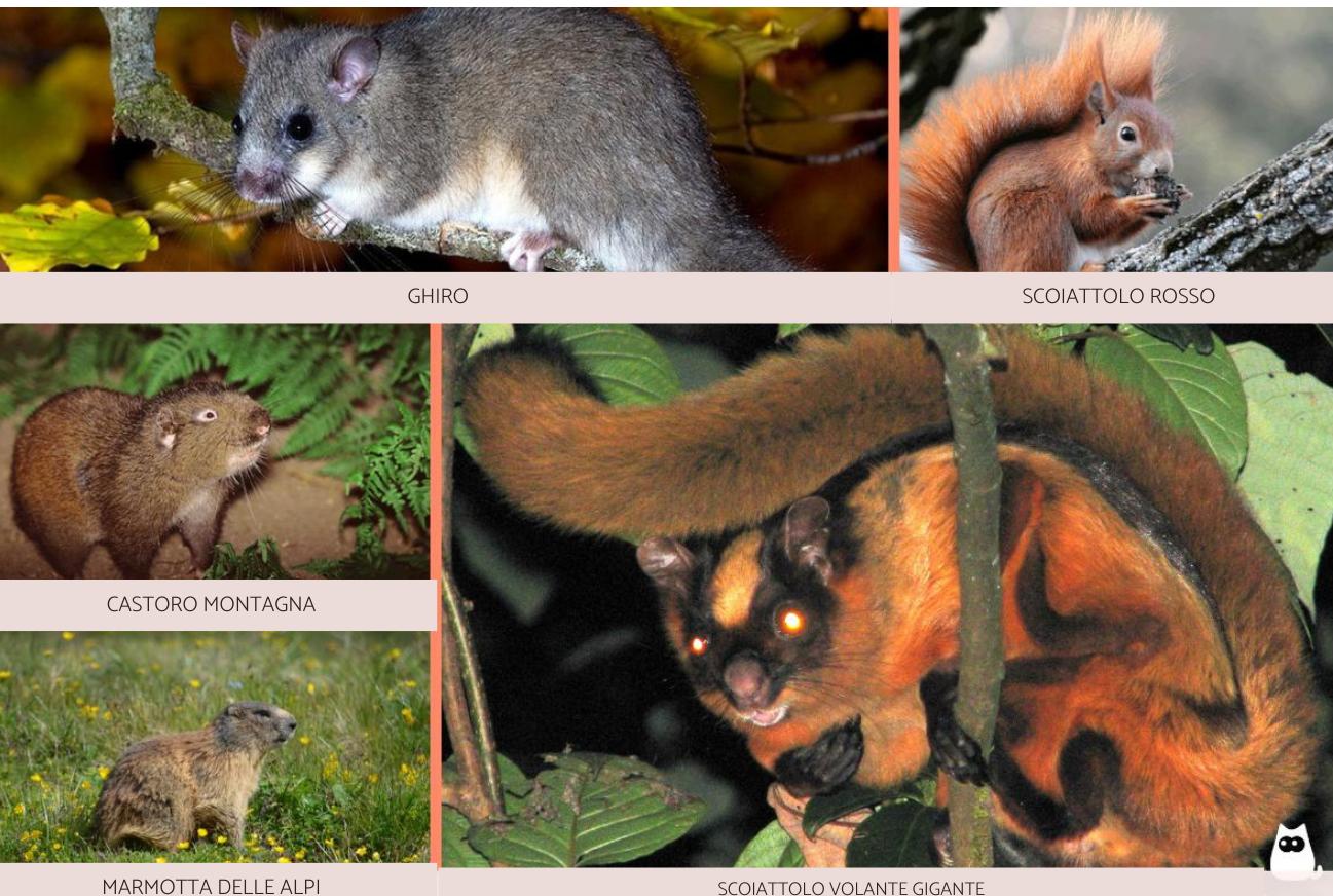 +30 Tipi di roditori domestici e selvatici... elenco con foto!