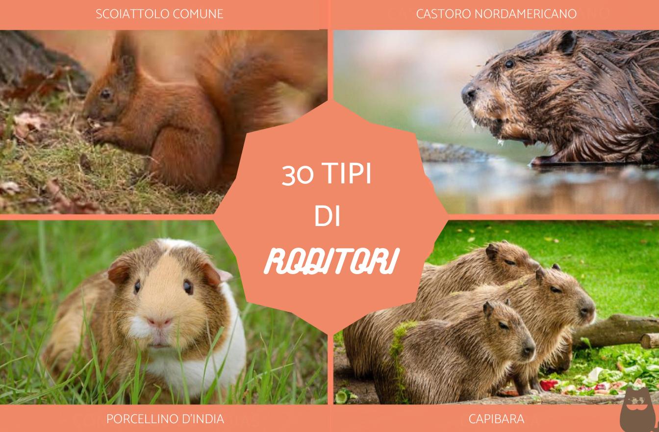 +30 Tipi di roditori domestici e selvatici... elenco con foto!