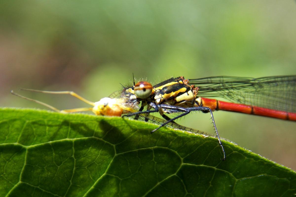 Le libellule pungono? - No, mordono!