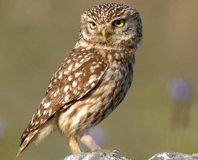 TIPI di GUFI - Caratteristiche, Nomi e Foto