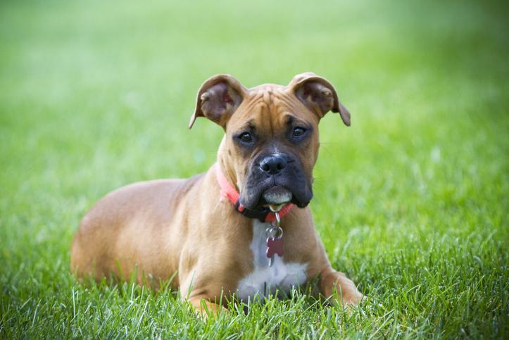 Razze di CANI BOXER: Tedesco, Americano e Inglese