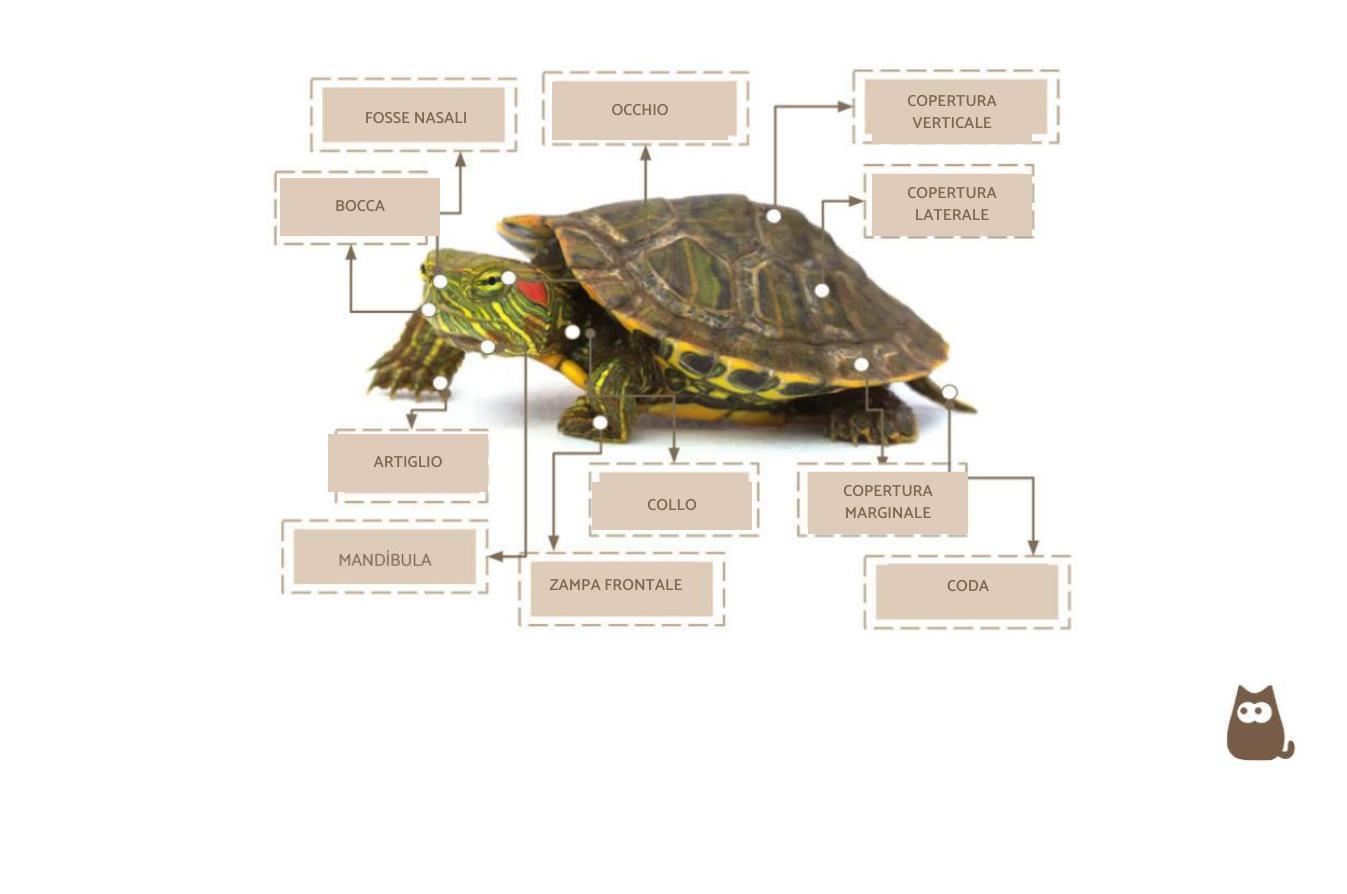Anatomia della tartaruga - Guida completa