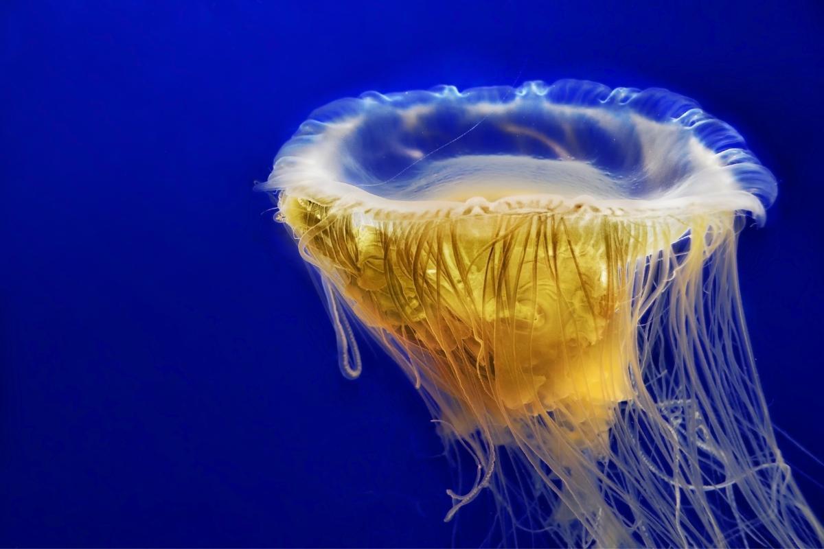 Le 15 meduse più grandi del mondo - Foto!