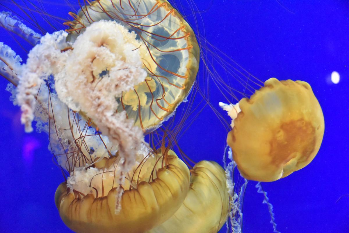 Le 15 meduse più grandi del mondo - Foto!
