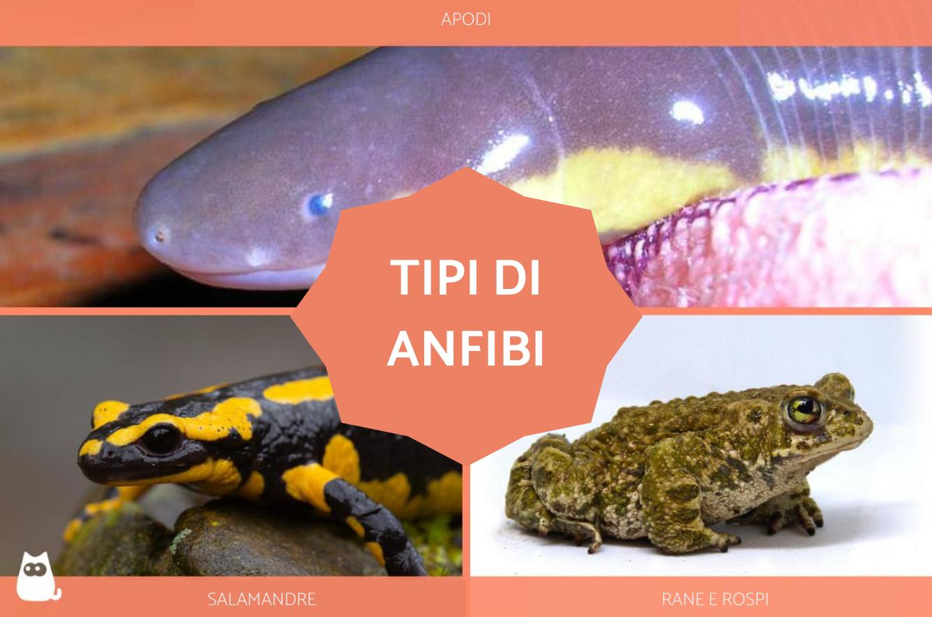 Anfibi: elenco, esempi, caratteristiche e immagini