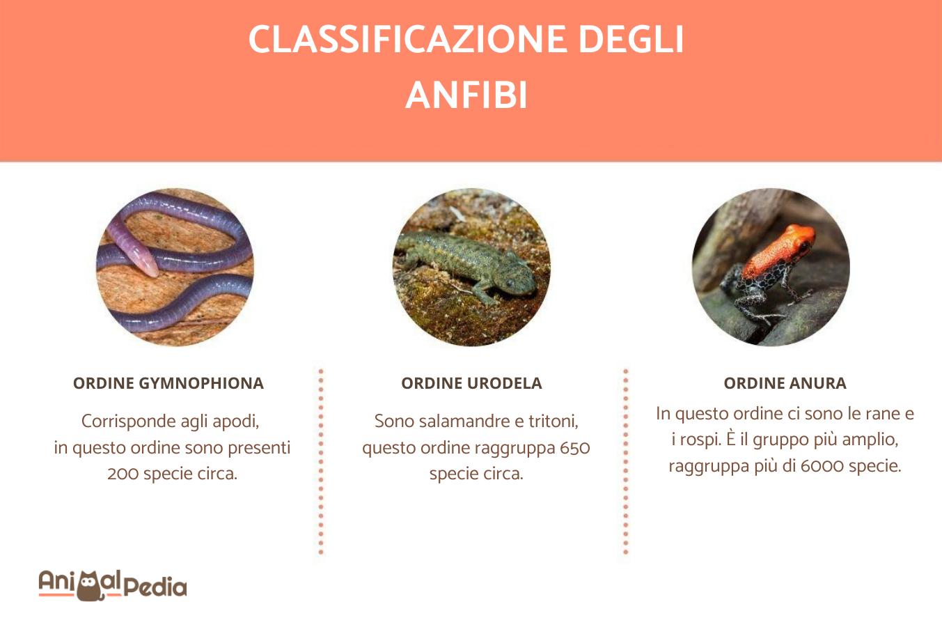 Anfibi: elenco, esempi, caratteristiche e immagini