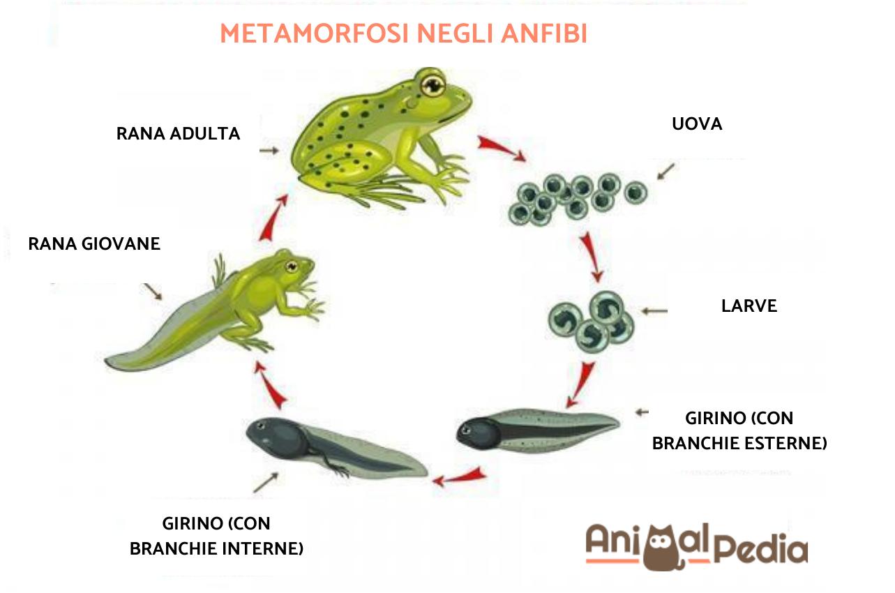 Anfibi: elenco, esempi, caratteristiche e immagini