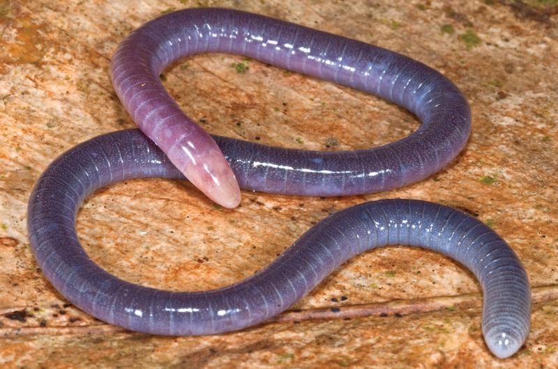 Anfibi: elenco, esempi, caratteristiche e immagini