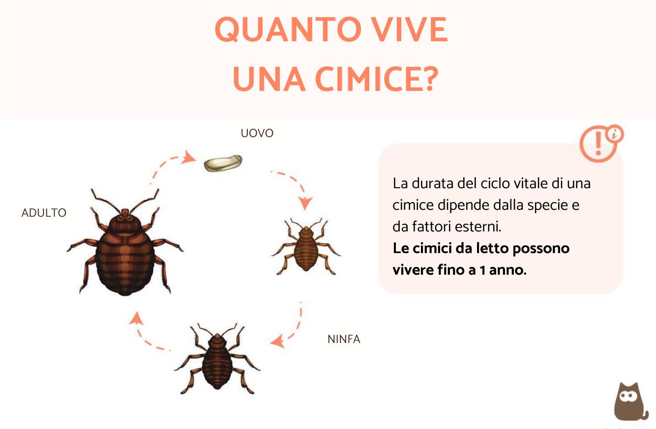 Quanto vive una cimice? - Ciclo di vita completo