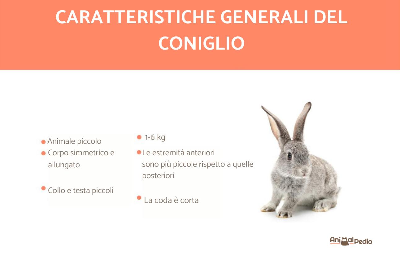 Anatomia del coniglio - con IMMAGINI